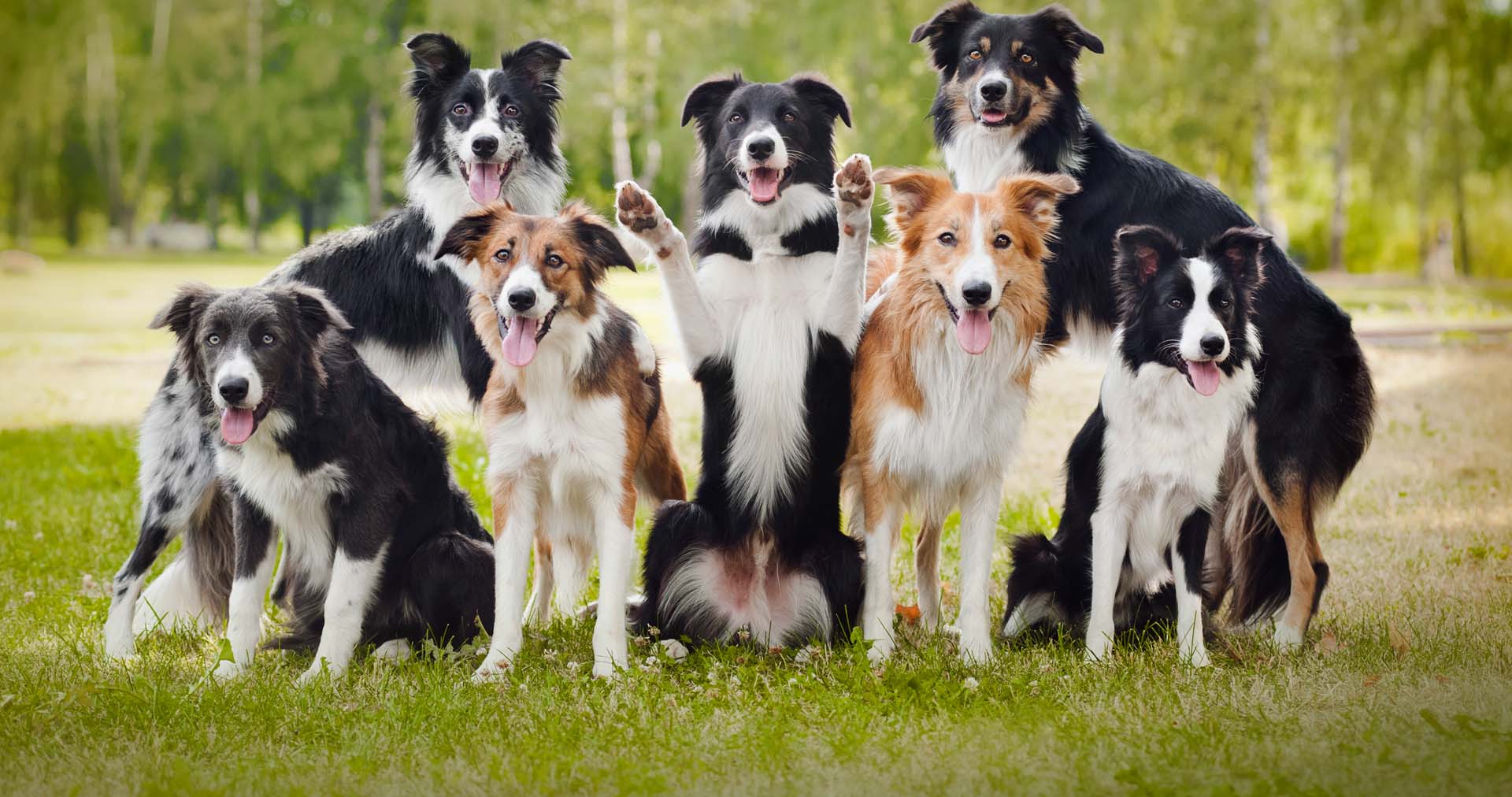 Afla mai multe despre rasa Border Collie! - Desktop Walpapers